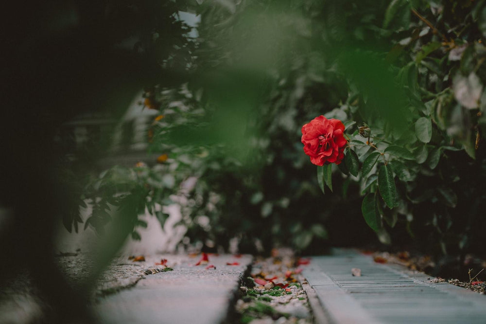 About | MARNESS